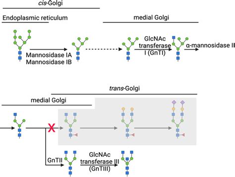 Monoclonal Antibody Mab Glycosylation Pathway Of Chinese Hamster