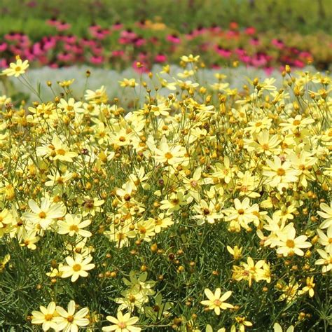 Coreopsis Verticillata Moonbeam Threadleaf Coreopsis From Hoffie Nursery