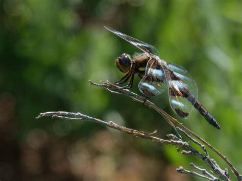 Gilded Thopter By Omnibug On Deviantart