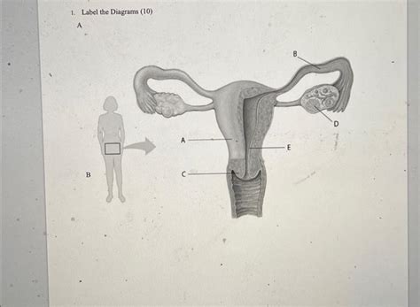 Solved Label The Diagrams Chegg Com