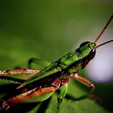 Tiny Grasshopper Photograph By Sherrie Russell Fine Art America