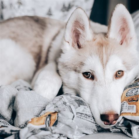 How Strong Is A Belgian Malinois Bite Force In Psi