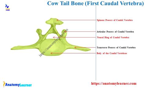 Cow Tail Bone Does Cow Tail Have Bones Anatomylearner Veterinary