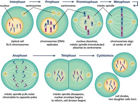 4 Stages Of Mitosis Diagram