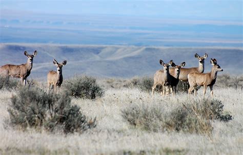 Mule Deer Wood River Valley Wildlife Smart Communities