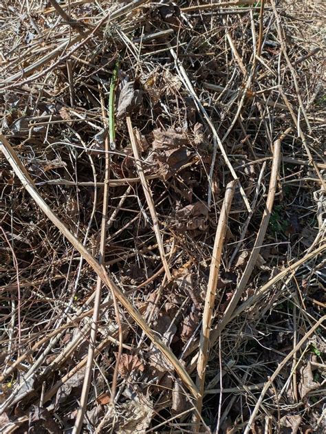 Overgrown Dried Garden Grass Brambles And Dried Branches Piles Ready
