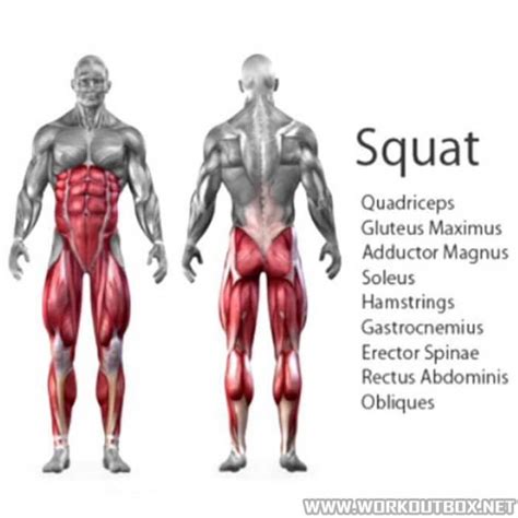 What Muscles Do Suitcase Squats Work At Betty Dean Blog