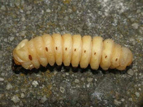 Witchety Grub Recipe