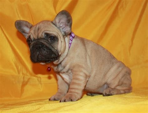 Аэлита Питомник Французских бульдогов