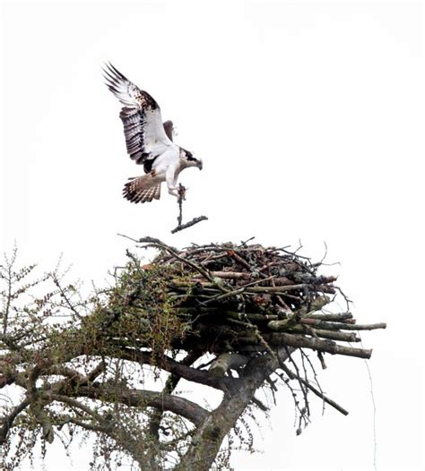 Wheels To Reels Wildlife Filmmaker Libby Penman On How Skills Were Honed At The Skate Park