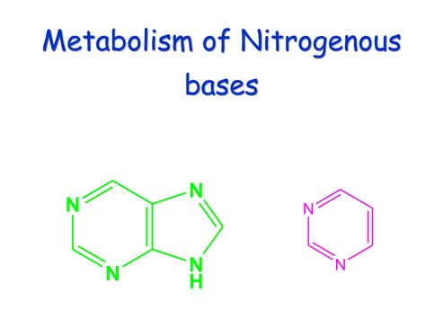 SOLUTION Lec 12 Biosynthesis Of Nitrogenous Bases Studypool