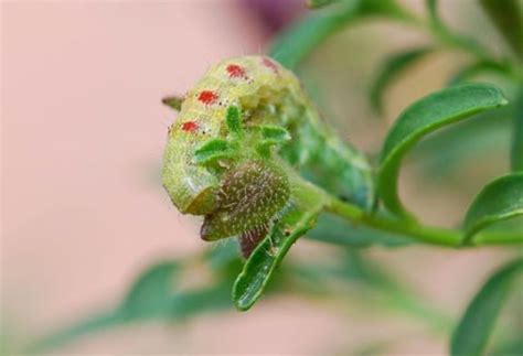 Bug Of The Week Snapdragon Caterpillar Growing With Science Blog