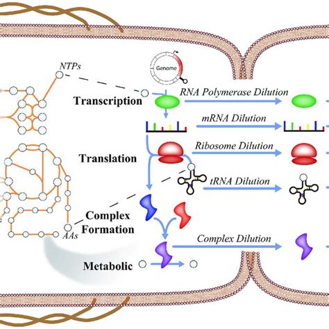 Multi Scale Processes Modeled In A Me Model Depicted In A Dividing E Download Scientific