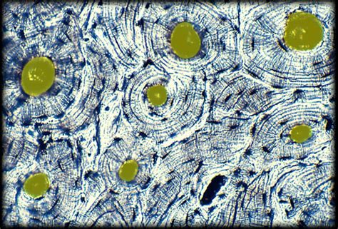 Bone Histology Flashcards Quizlet