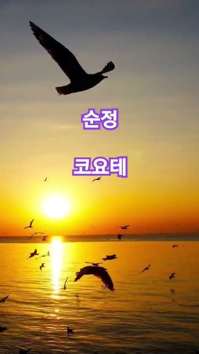 코요테 순정 Youtube