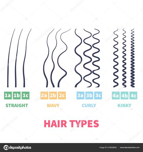 Straight Wavy Curly Kinky Hair Types Classification System Set Detailed Stock Vector By Naumas