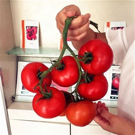 China Indeterminate Tomato Seeds Suppliers Manufacturers