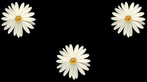 Premium Photo Floral Pattern Of White Chamomile Flowers On Black