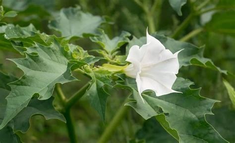 Top 10 Common Poisonous Plants Found In India 2026 India Talky