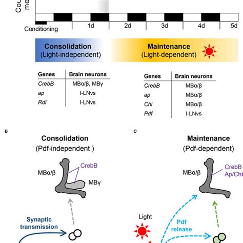 Molecular And Cellular Basis Of Courtship Memory In Drosophila A Download Scientific