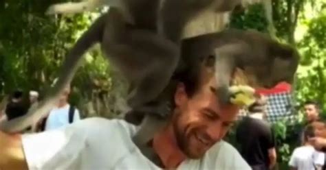 Shameless Randy Monkeys Have Sex With Each Other On Tourists Shoulder