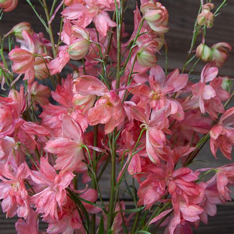 Delphinium Princess Caroline Slovensketrvalky Sk