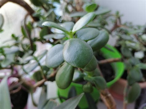 Huawei P Smart Pro Review Root Nation Com