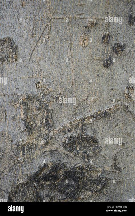 Carved Into Tree Bark Hi Res Stock Photography And Images Alamy