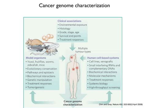 Introduction Cancer Genetics And Genomics Pdf Cancer Diseases And Conditions