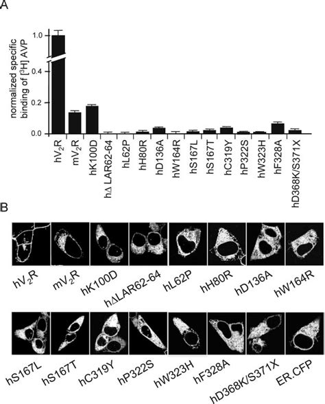 Functional Properties Of Wild Type And Mutant V 2 Rs A Hek293 Cells