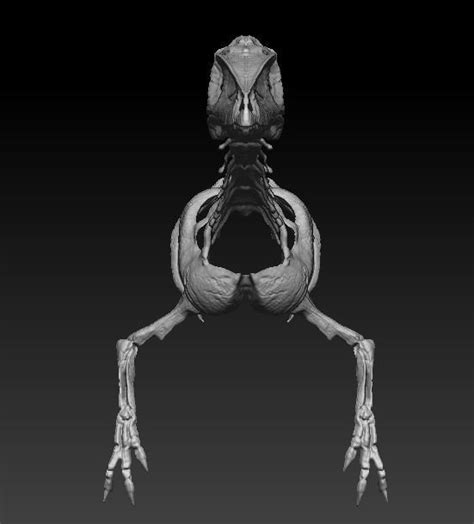 Coelophysis Half Skeleton 3d Model Cgtrader