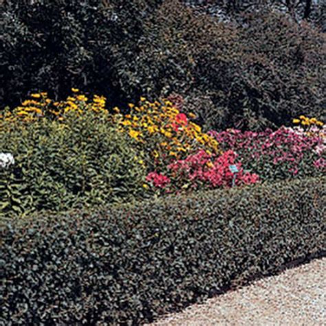 Hedge Cotoneaster Shopic