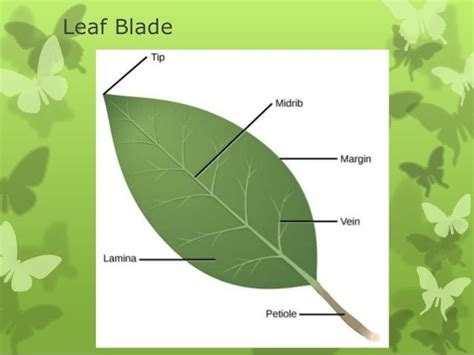 Cuticle Leaf