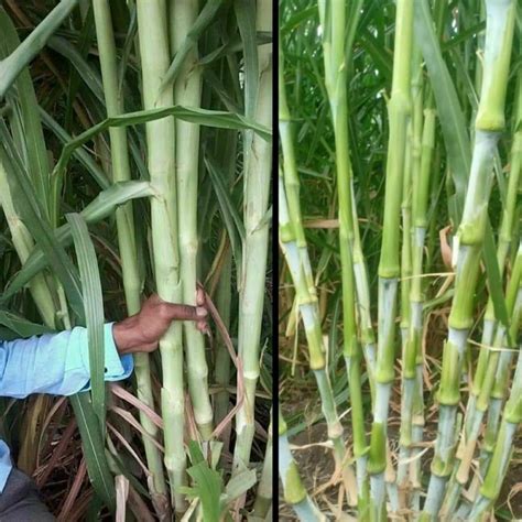 Taiwan Joint King Napier Grass Saividisha Seeds