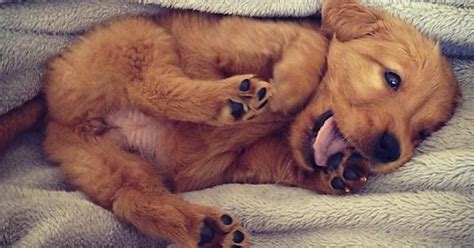 Little Bundle Of Pure Happy Imgur