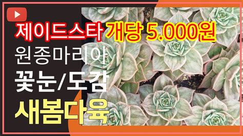 2월3일 금 ️마리아 5천원에 드려요 ️놓치지마세요 ️스타보스 콩 도감 꽃눈 다육키우기 화분 흙 식물 재테크