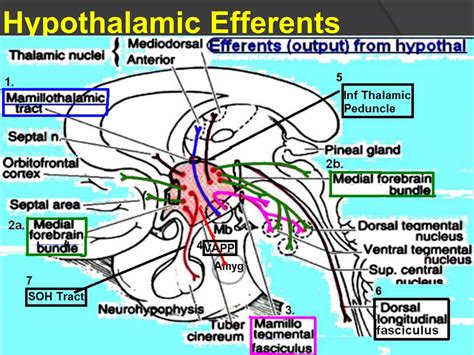 Basal Forebrain Components Schizophrenia Limbic Connections