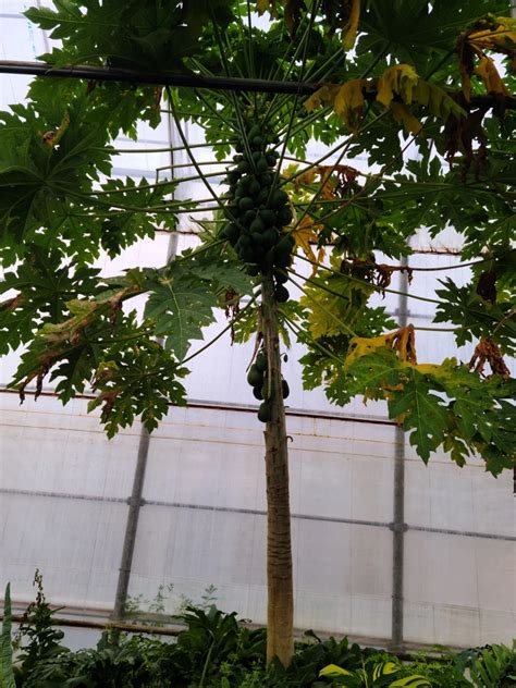 파파야 나무 팝니다 당근 중고거래