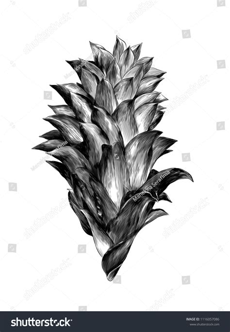Prickly Flower Bud Aechmea Magdalenae Sketch Stock Vector Royalty Free