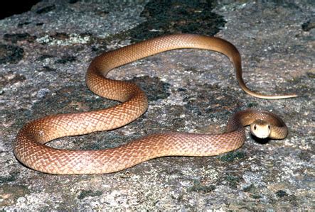 A Review Of The Taipans Genus Oxyuranus Serpentes Elapidae