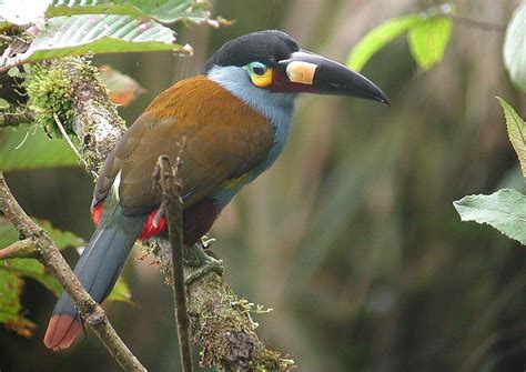 Plate Billed Mountain Toucan Beautiful Birds Exotic Birds Toucans