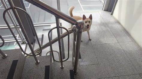 공장개한테 자유를 주고 놀아주다가 가는 척 하니까 자기 혼자 내버려 두고 가는 줄 알고 허겁지겁 딸라다니는 모습이 애처롭기도 하고 귀엽기도 하고 Youtube