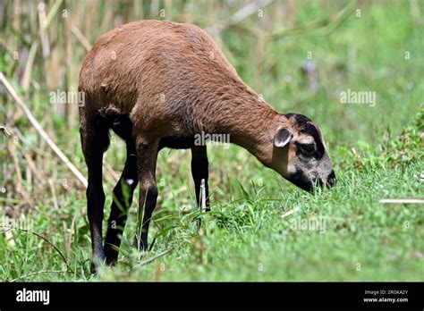 Barbados Brown With Black Belly Hair Sheep Without Wool Grazing On