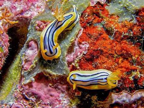 Fakta Menarik Siput Laut