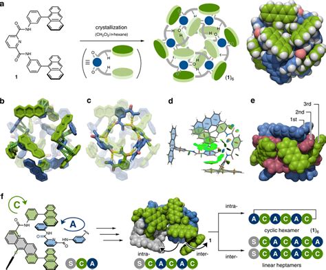 Formation Of A Self Complementary Macrocycle A Formation Of Download Scientific Diagram