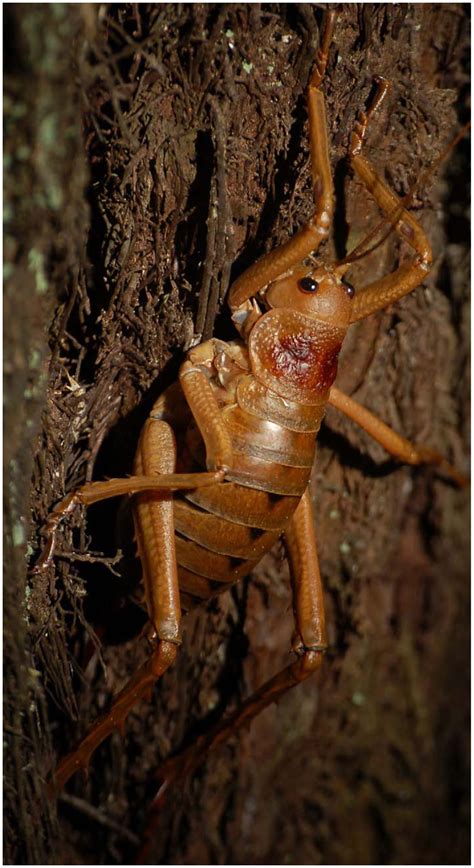 Habitat Use Behavior And Movement Patterns Of A Threatened New Zealand