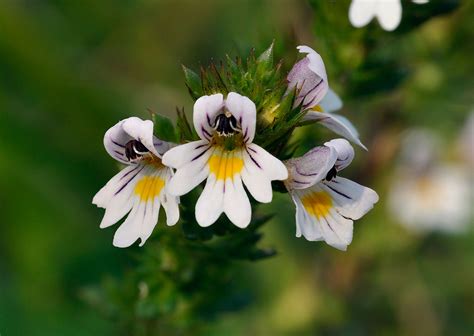 Eufrasia Mis Remedios