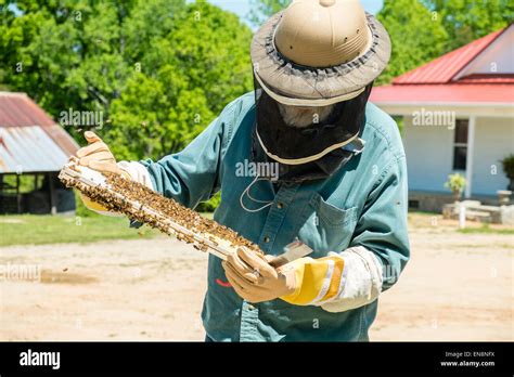 Beekeeper Inspecting Frames On A Langstroth Honeybee Hive On A Farm In