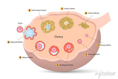 Ovarian Cycle Diagram Ovulation Anatomy Of Female Egg Cell Wall Mural