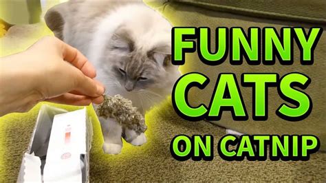 Why Do Cats Like Catnip Ragdoll Cats And Catnip